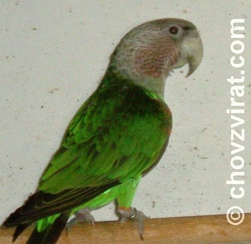 Papoušek kapský (Poicephalus robustus) - ChovZvířat.cz