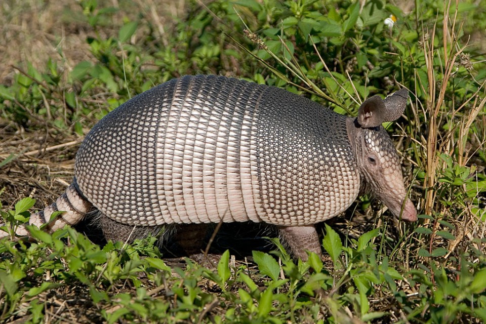 Pásovec středoamerický (Cabassous centralis) - ChovZvířat.cz