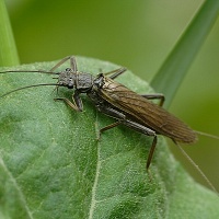 Pošvatka rybářice (Perla burmeisteriana) - ChovZvířat.cz