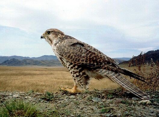 Raroh velký (Falco cherrug) - ChovZvířat.cz