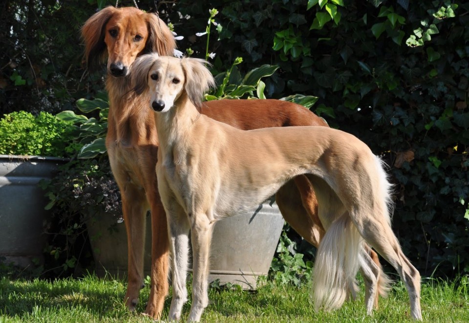 Saluki – perský chrt (Saluki) - ChovZvířat.cz