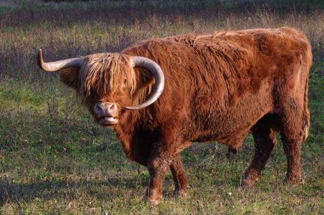 Skotský náhorní skot - Highland (Bos primigenius taurus) - ChovZvířat.cz