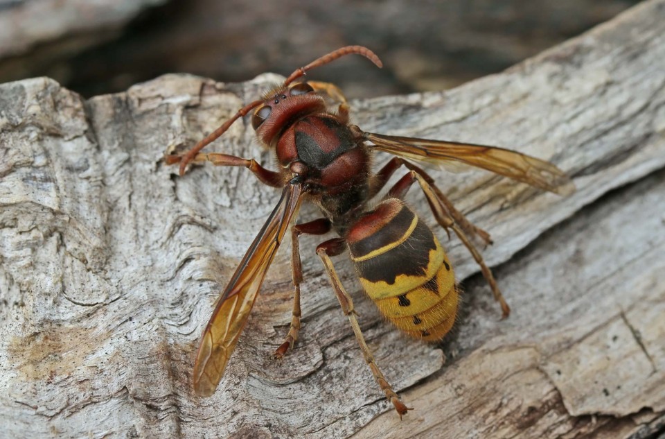 Sršeň obecná (Vespa crabro) - ChovZvířat.cz