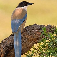 Straka modrá (Cyanopica cayana) - ChovZvířat.cz