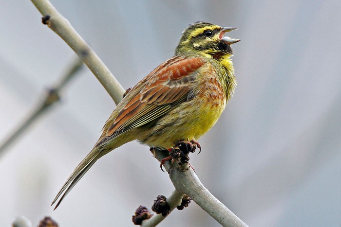 Strnad cvrčivý (Emberiza cirlus) - ChovZvířat.cz