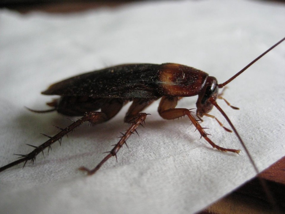 Šváb obecný (Blatta orientalis) - ChovZvířat.cz