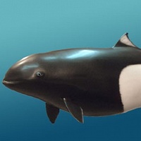 Sviňucha běloploutvá (Phocoenoides dalli) - ChovZvířat.cz