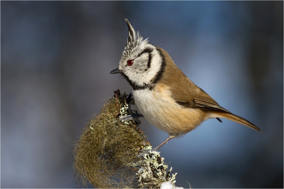 Sýkora parukářka (Lophophanes cristatus) - ChovZvířat.cz