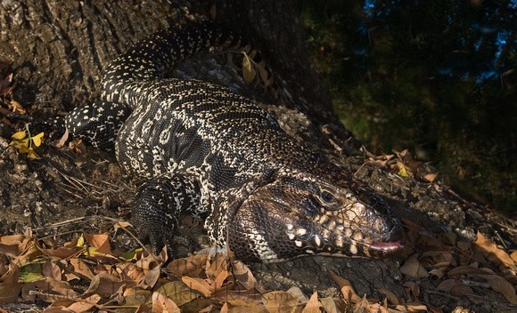 Teju pruhovaný (Tupinambis teguixin) - ChovZvířat.cz