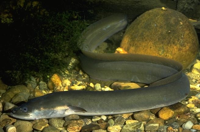 Úhoř říční (Anguilla anguilla) - ChovZvířat.cz
