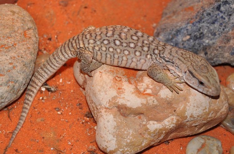 Varan stepní (Varanus exanthematicus) - ChovZvířat.cz