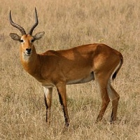 Voduška kob (Kobus kob) - ChovZvířat.cz