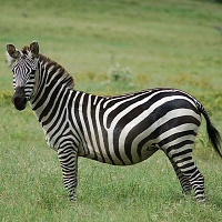 Zebra stepní (Equus quagga) - ChovZvířat.cz