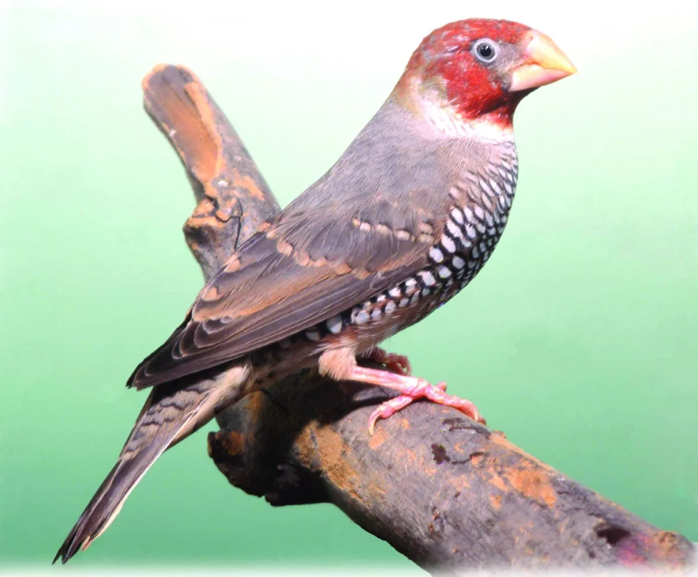 Amadina červenohlavá – Amadina erythrocephala (Linnaeus, 1758 ...