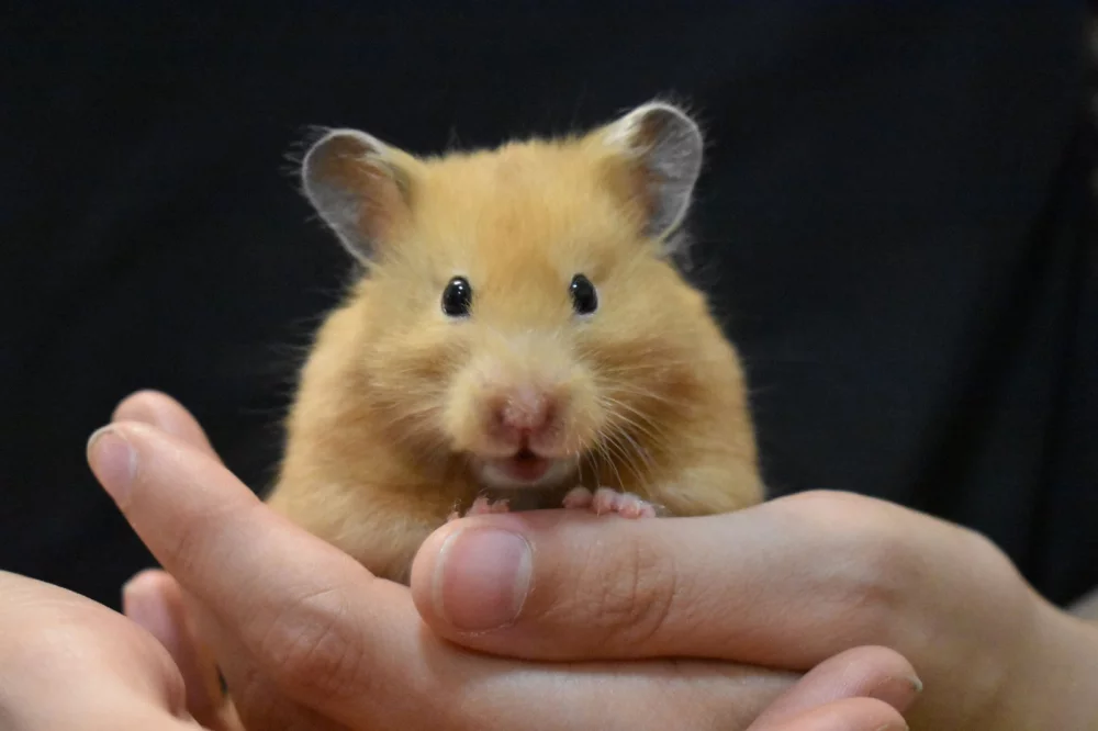 Křeček syrský - charakteristika a chov | ChovZvířat.cz