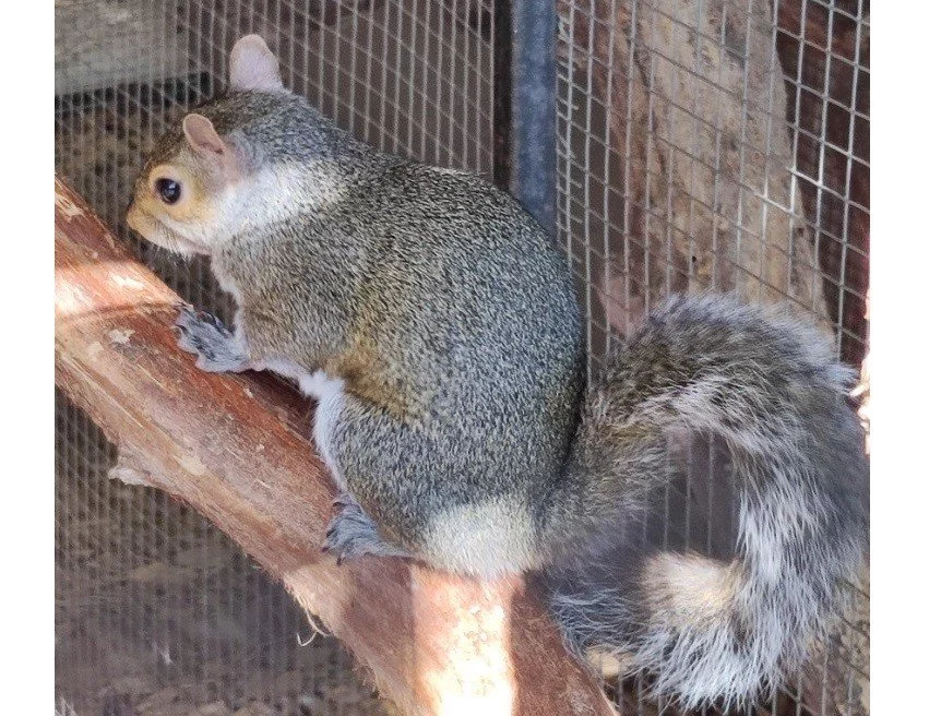 Čikarí červený – chov nenáročné veverky | ChovZvířat.cz
