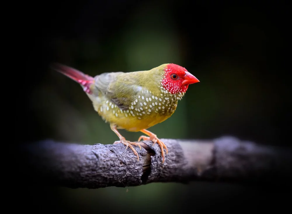 Chov astrildů rudokrkých a astrildů rákosních | ChovZvířat.cz
