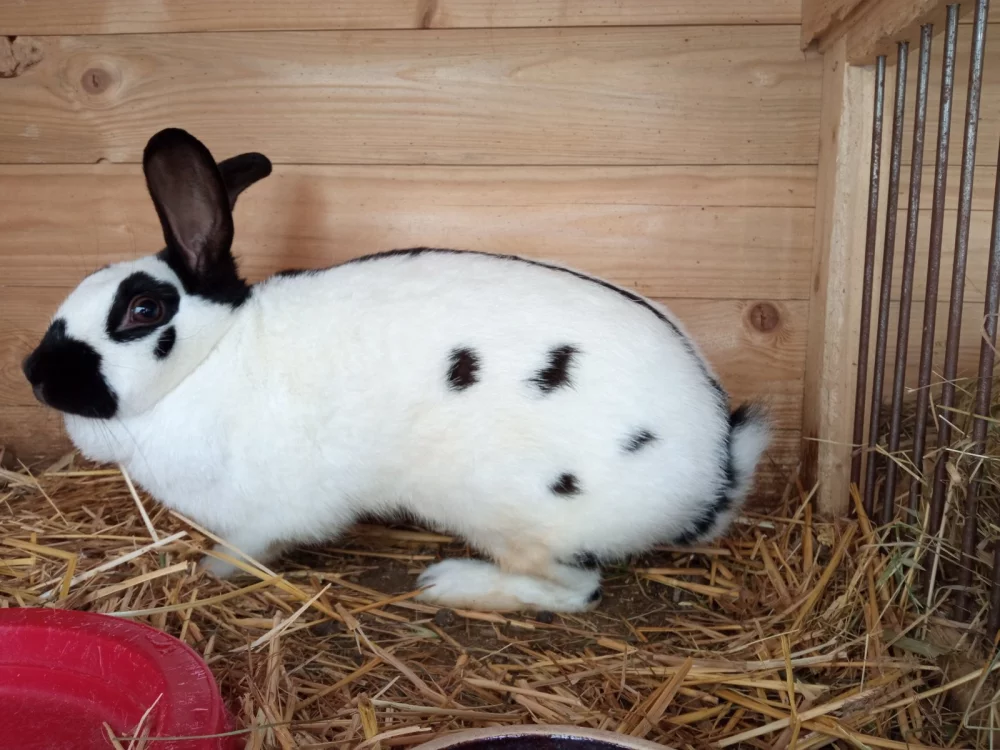 Exteriér králíků a jeho význam pro výstavy a chov: Tvar 3. část ...