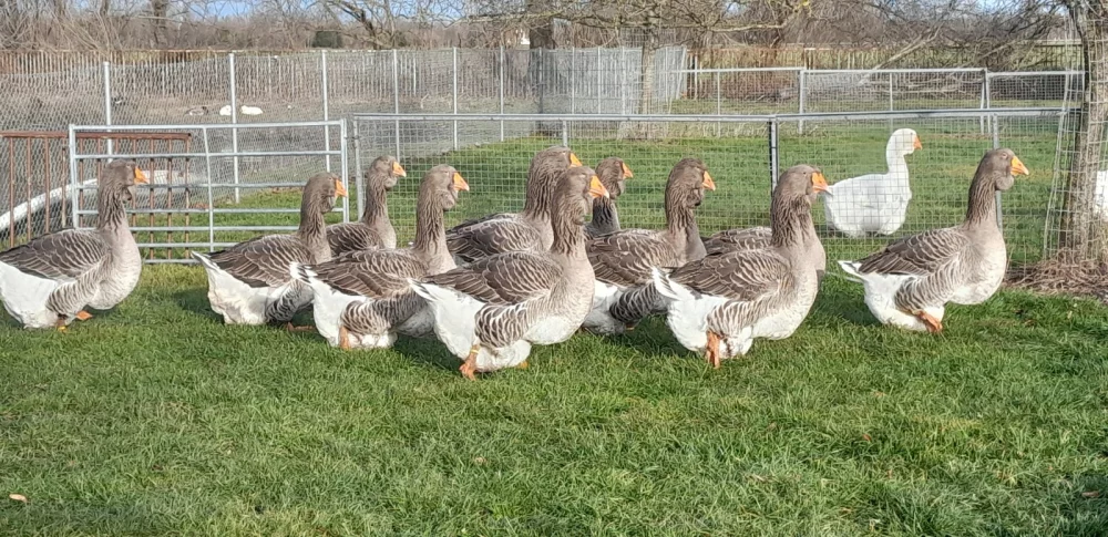 Husa tuluská a její chov | ChovZvířat.cz