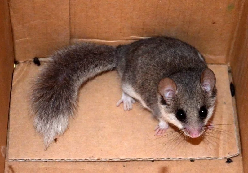 Zkušenosti s chovem plcha afrického | ChovZvířat.cz