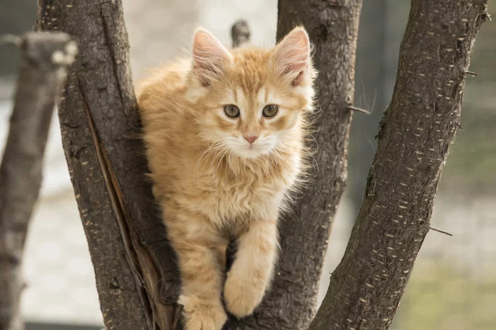 Blíží se Mezinárodní den koček. V Čechách jich je přes milion ...