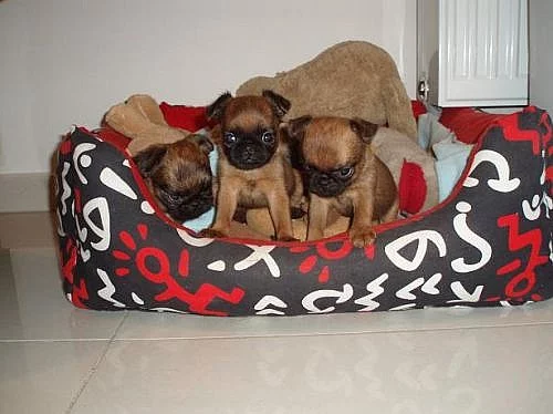 Brabantík a grifonek - Praha - východ, Prodám | ChovZvířat.cz