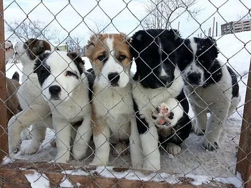 Středoasijský pastevecký pes(středoasiat) - Blučina (Brno - venkov ...