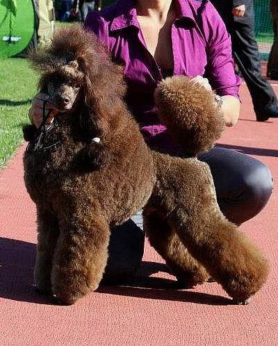 Pudl střední hnědý - Libiš (Mělník), Prodám | ChovZvířat.cz