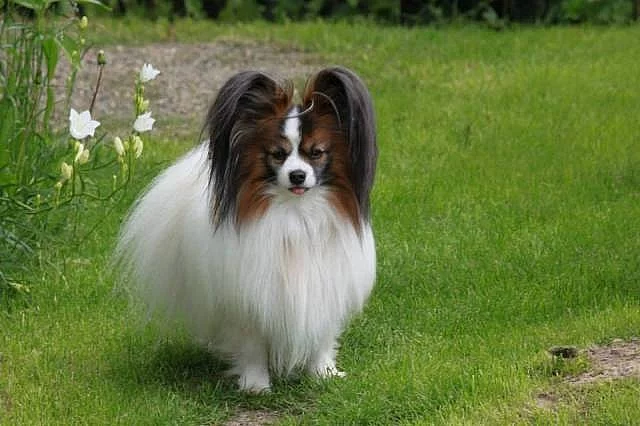 Papillon - motýlek, štěně, prodám - Bohunice (část) (Brno - město ...