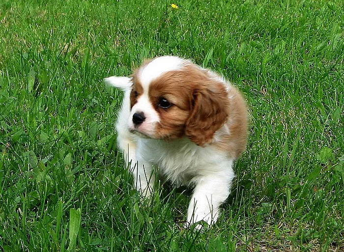 Kavalír King Charles španěl - Kunovice (Vsetín), Prodám | ChovZvířat.cz