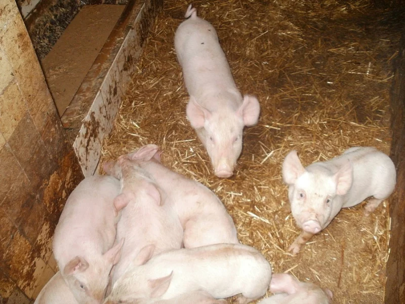 Prodám selata - Pelhřimov, Prodám | ChovZvířat.cz