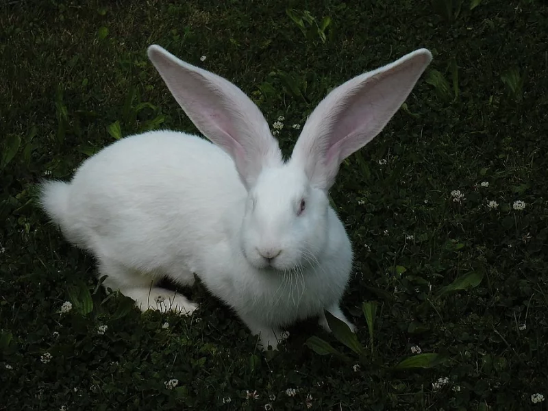 Prodám Belgické obry - Jaktař (část) (Opava), Prodám | ChovZvířat.cz