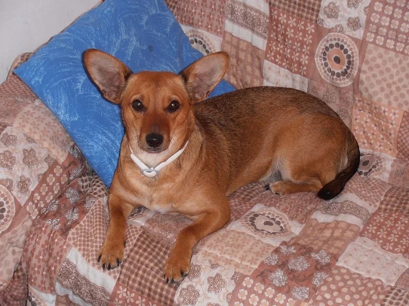 Daruji fenku - Celá ČR, Prodám | ChovZvířat.cz