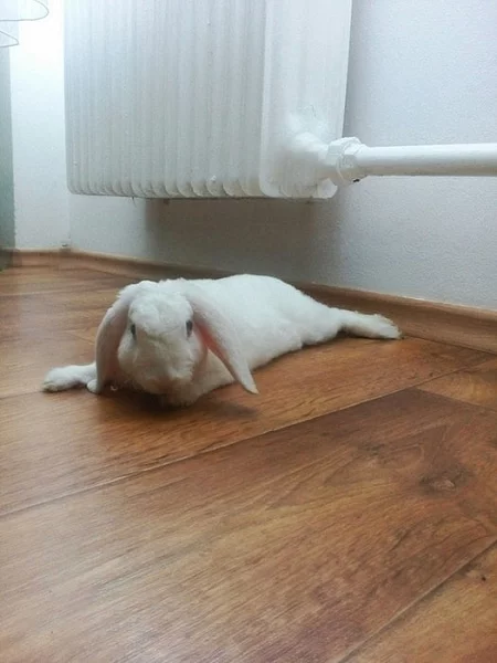 Zakrslý králík Rex - Celá ČR, Prodám | ChovZvířat.cz