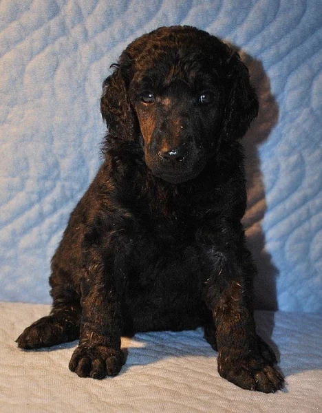 Pudl velký ( královský) - Běchovice (Hlavní město Praha), Prodám ...