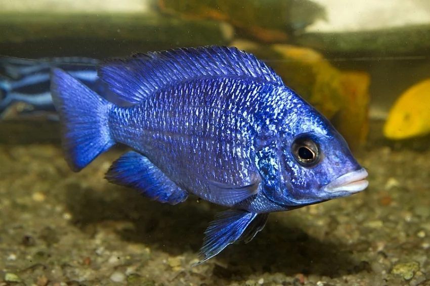 Placidochromis phenochilus Mdoka "White Lips" - Čepirohy (Most), Prodám ...