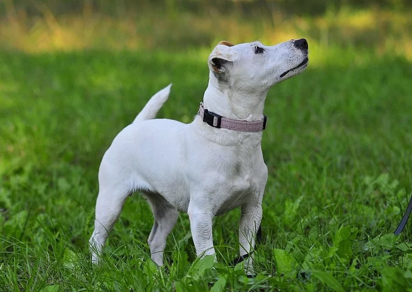Darujeme nalezenou fenku JRT - České Budějovice 1 (část) (České ...