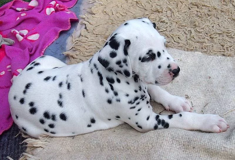 DALMATIN ŠTĚŇÁTKA - Celá ČR, Prodám | ChovZvířat.cz