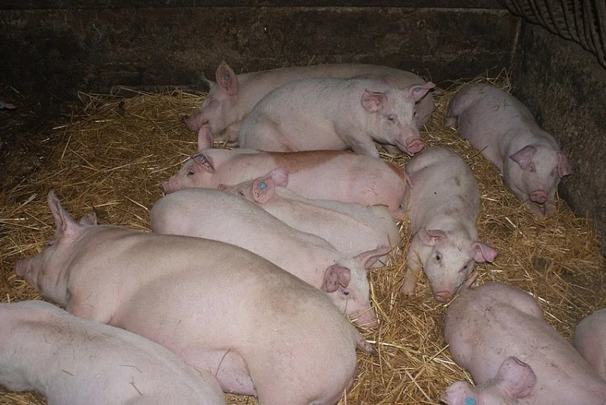 Prasata a selata - Podlusky (Litoměřice), Prodám - ChovZvířat.cz