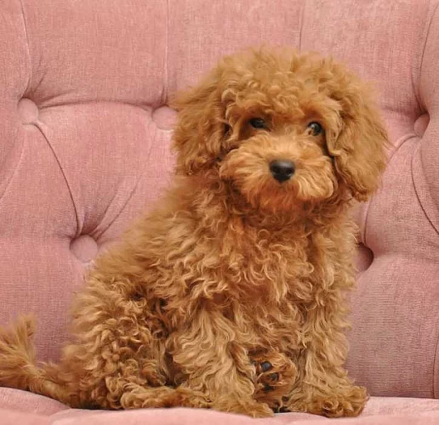 Pudl velký s PP - Bílany (Kroměříž), Prodám | ChovZvířat.cz