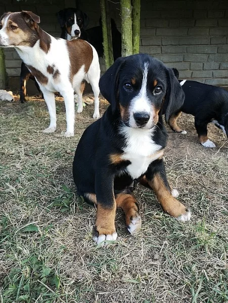 Appenzellský salašnický pes - Bílany (Kroměříž), Prodám | ChovZvířat.cz