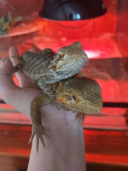 Agamy vousaté - České Budějovice 1 (část) (České Budějovice), Prodám | ChovZvířat.cz