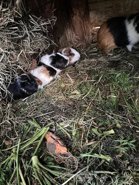 Morčata - Mělkovice (Žďár nad Sázavou), Koupím | ChovZvířat.cz