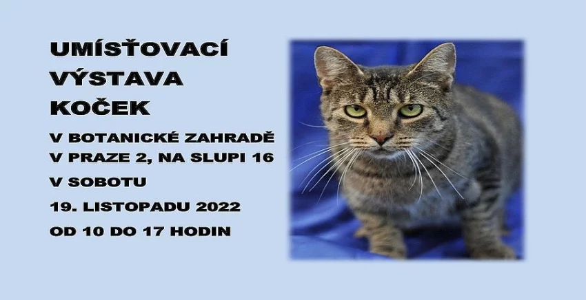 Umísťovací výstava koček - Celá ČR, Prodám | ChovZvířat.cz