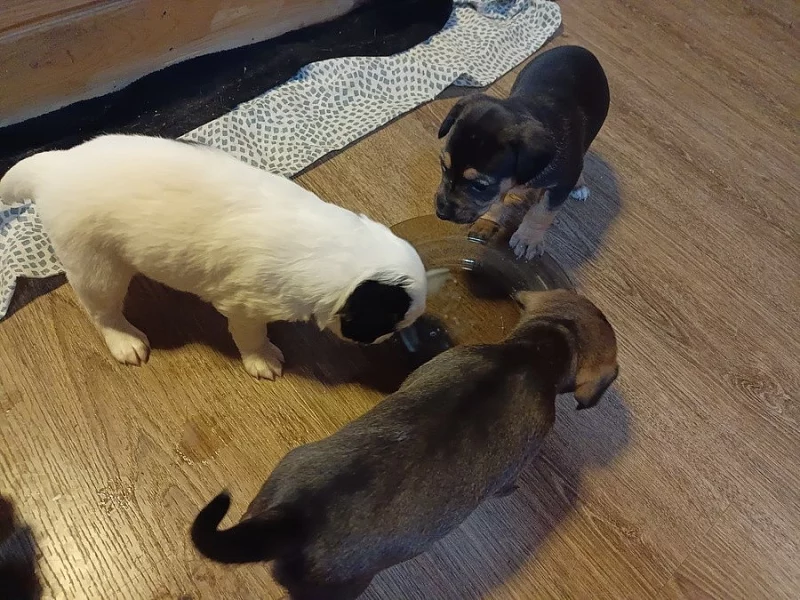 Stenata - Barchovice (Kolín), Prodám | ChovZvířat.cz