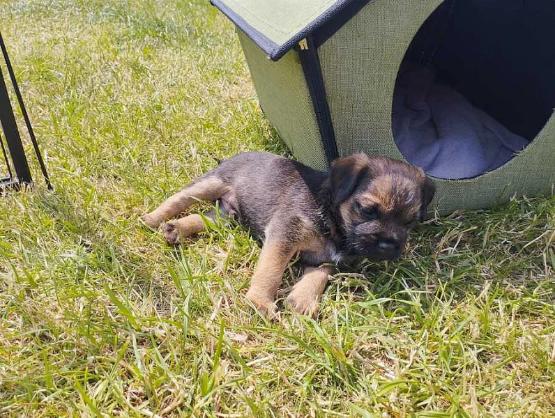 Štěňata border terier s PP- 1 fenka blue tan, 1 pes grizzly - Příbram ...