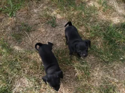 Prodám štěňata srnčí ratlik - Celá ČR, Prodám | ChovZvířat.cz