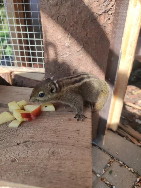 Veverka šedobřichá - Dobrotice (Kroměříž), Prodám | ChovZvířat.cz