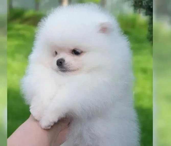 Mini pomeranian bez PP - Celá ČR, Prodám | ChovZvířat.cz