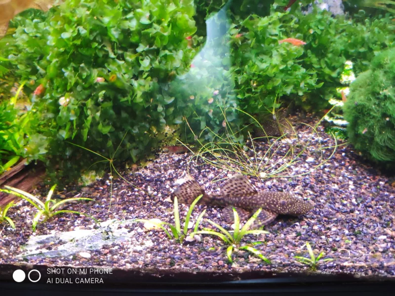 Ancistrus - Teplice (Teplice), Různé - ChovZvířat.cz